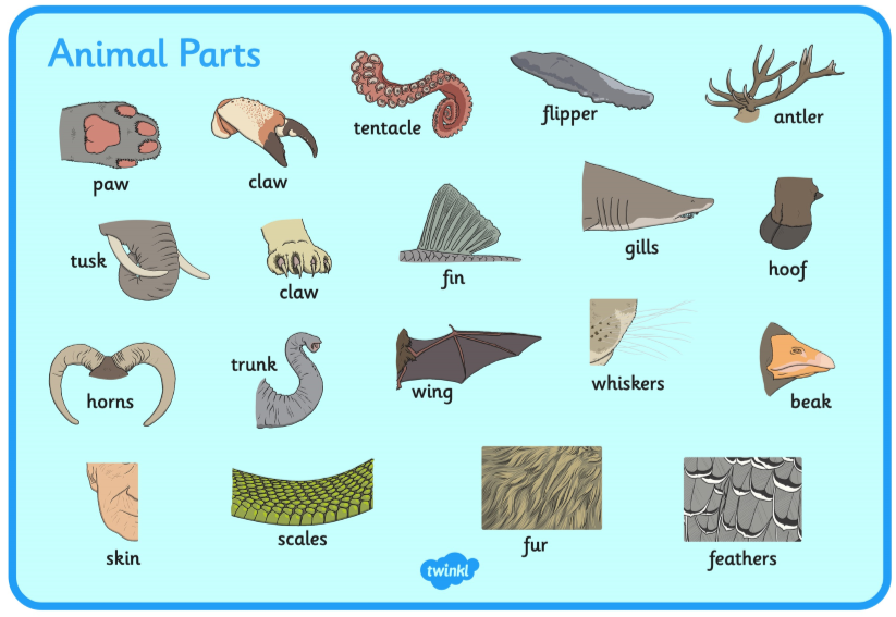 Design your own animal. | Year-1