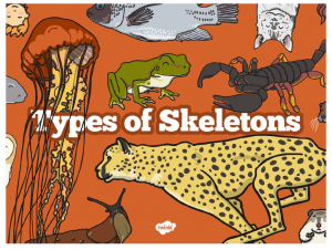 Types of skeleton ppt image – Acle St Edmund C of E Primary School